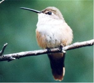 Discover Birds of the Bahamas | Caribbean News, Sports & Entertainment