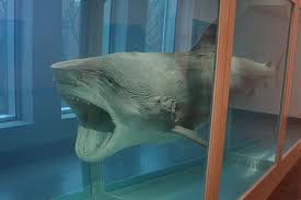 What’s the big idea!? Shark in formaldehyde… - CaribDirect