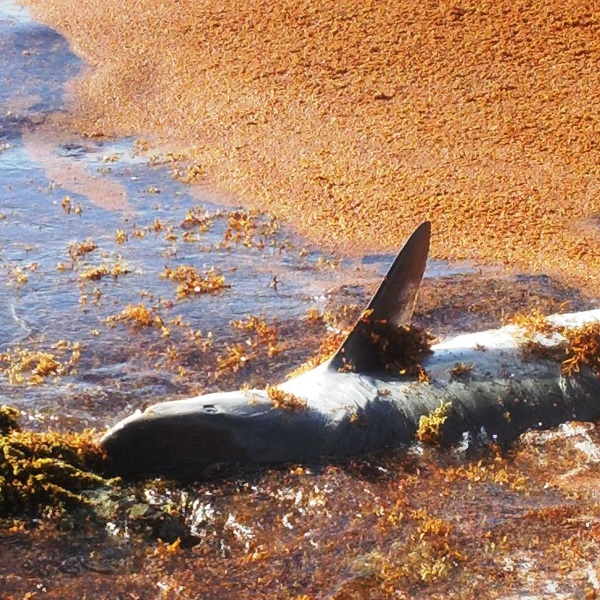 SVG: Possible causes of Tiger Shark death - CaribDirect